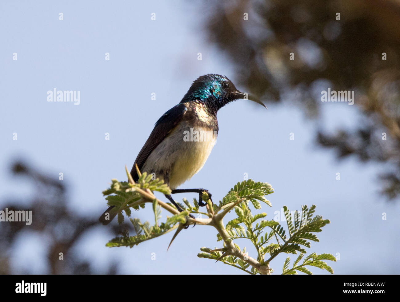 Variable Sunbird (Cinnyris venustus Stock Photo - Alamy