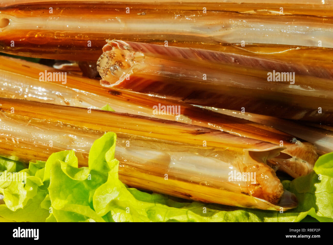 A pile of fresh razor clams also called grooved razor shell or solen ...
