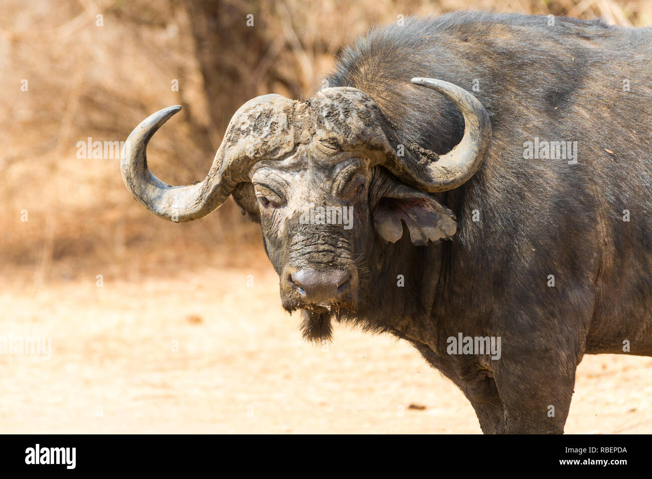 The lone buffalo hi-res stock photography and images - Alamy