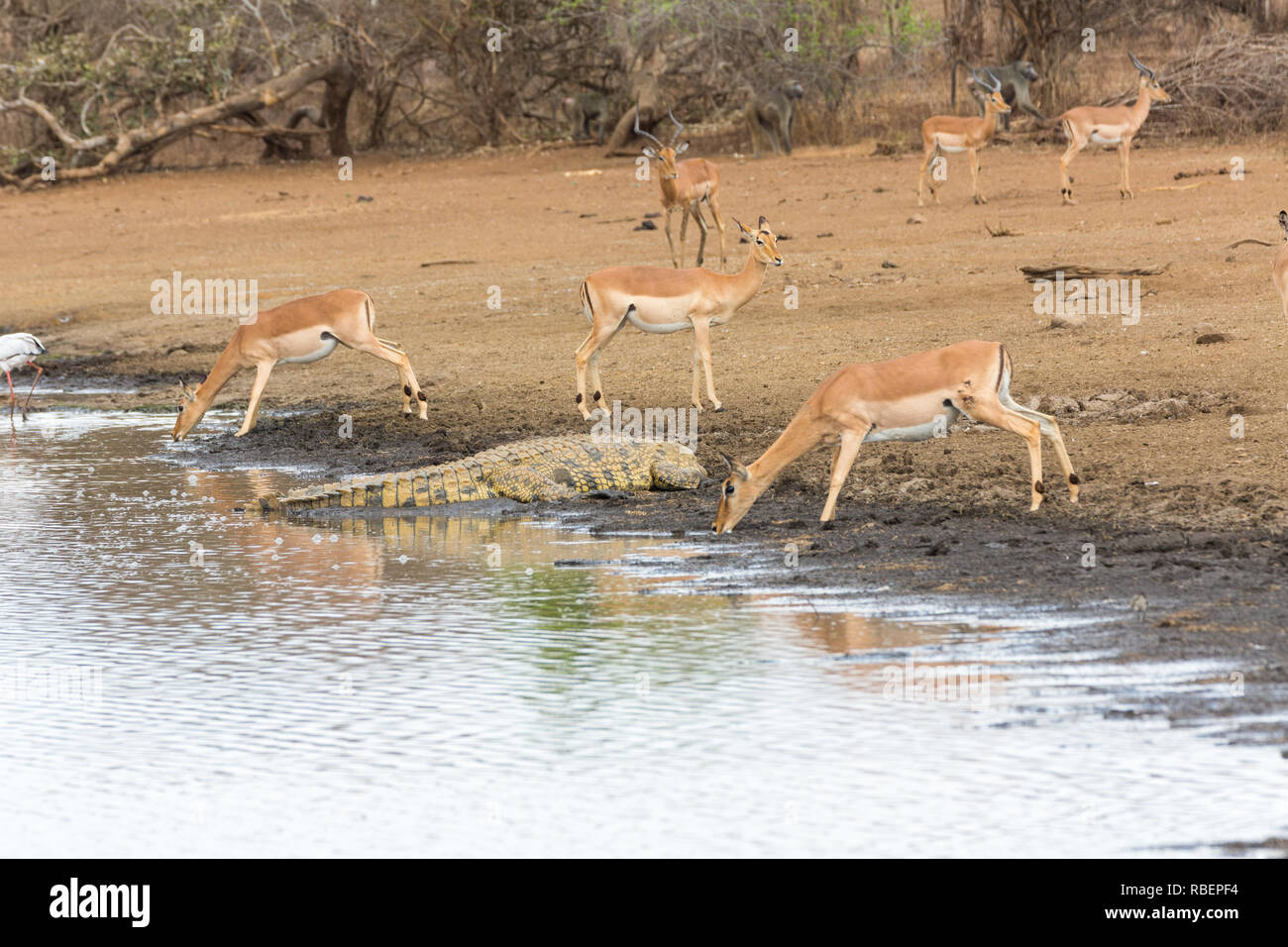 Impala's and crocodile at the water Stock Photo - Alamy