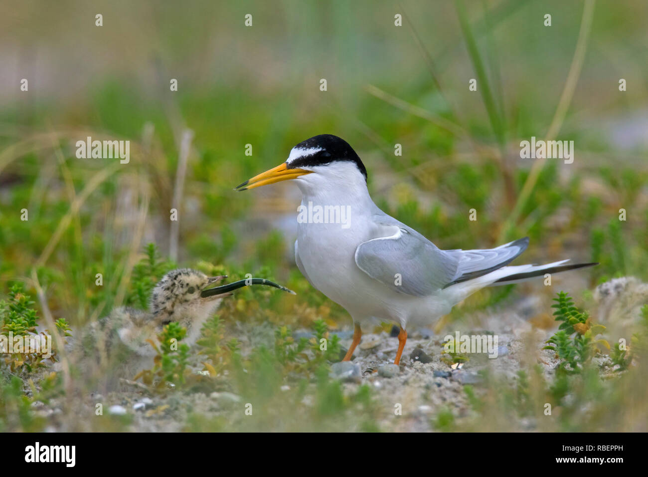 British wetland fish eating bird hi-res stock photography and images ...