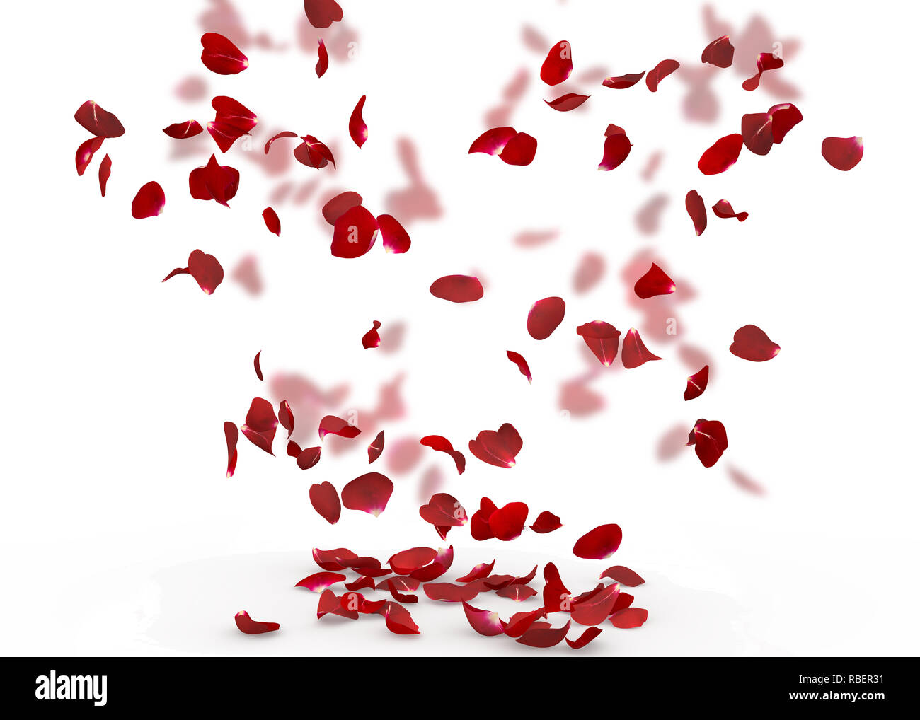 Rose petals fall to the floor. Isolated background. On a blurred ...