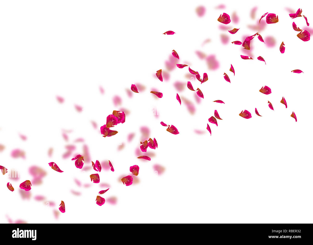 The petals of a red rose fly far into the distance. White isolated ...