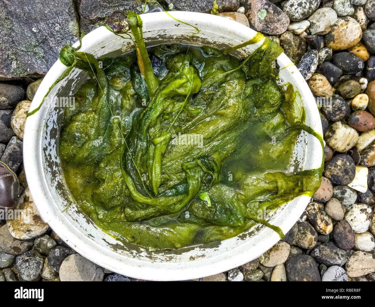 Botanical seaweed illustration hi-res stock photography and images - Alamy