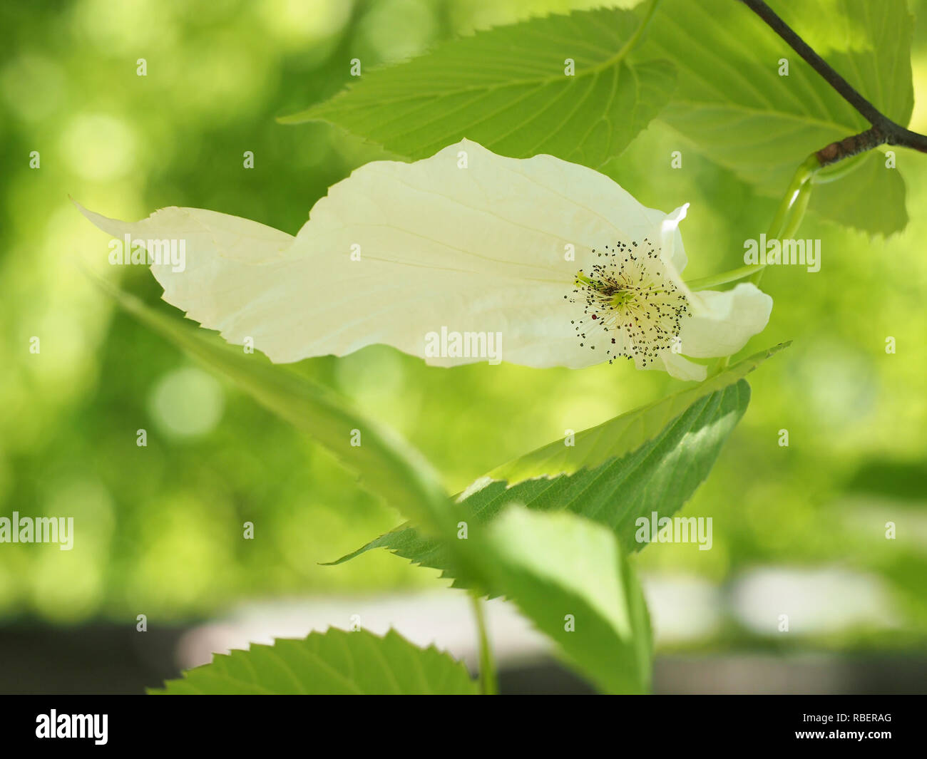 Davidia Handkerchief High Resolution Stock Photography and Images - Alamy