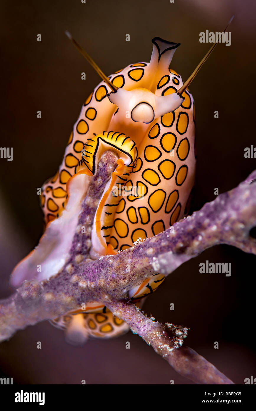 Flamingo tongue snail hi-res stock photography and images - Alamy