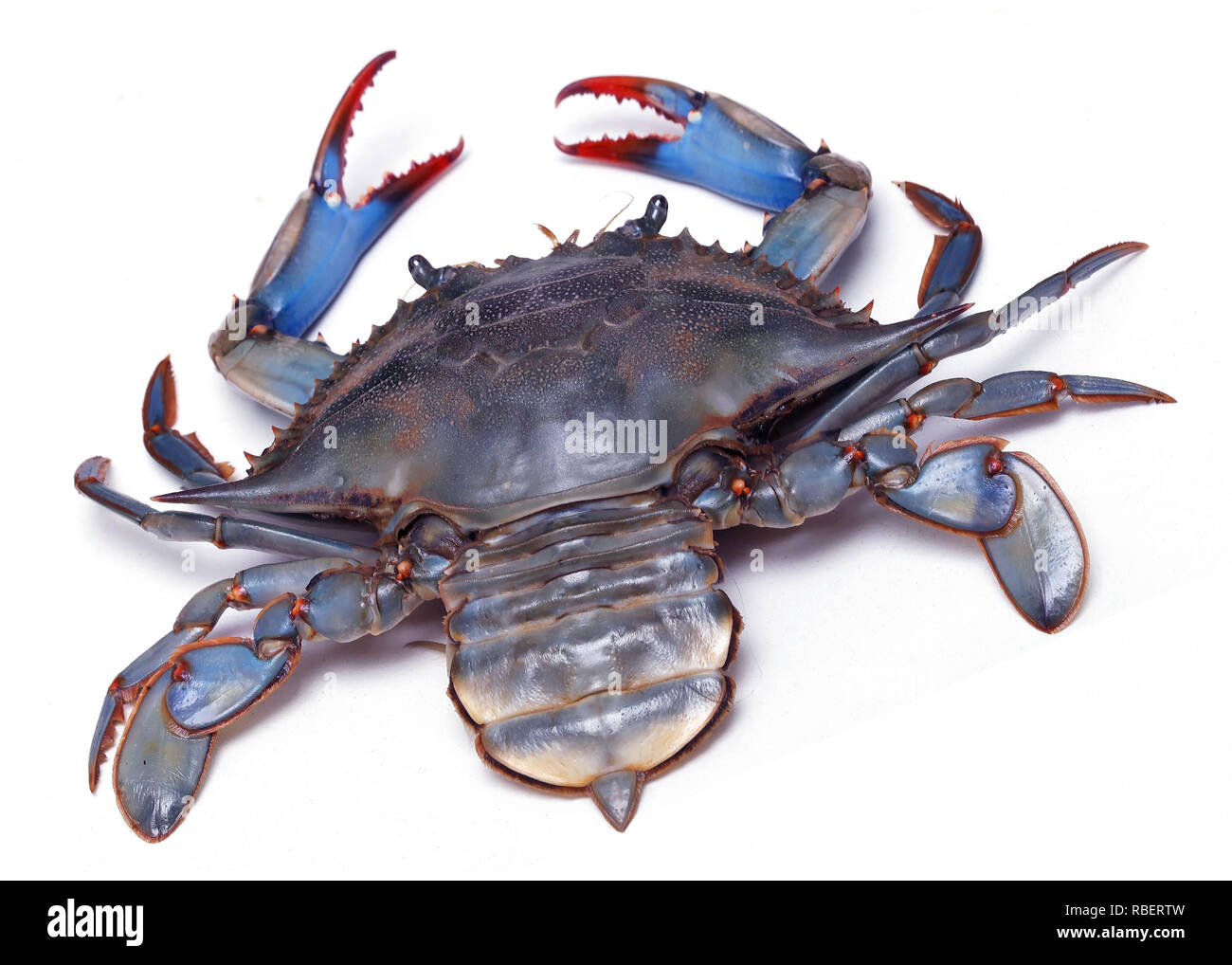 Live blue crab on white background with open claws Stock Photo - Alamy