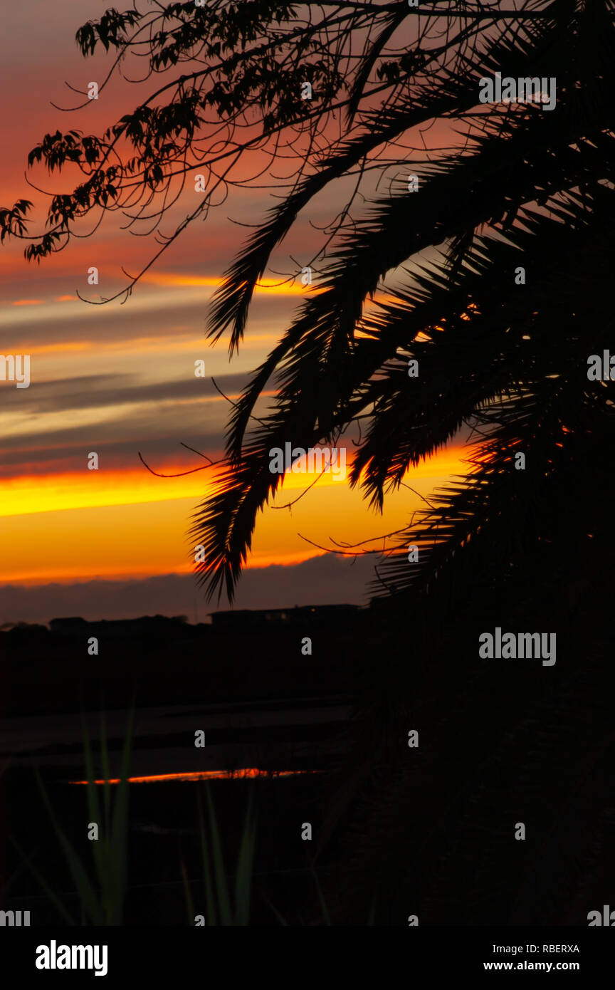 Sunset w/Palm tree Stock Photo - Alamy
