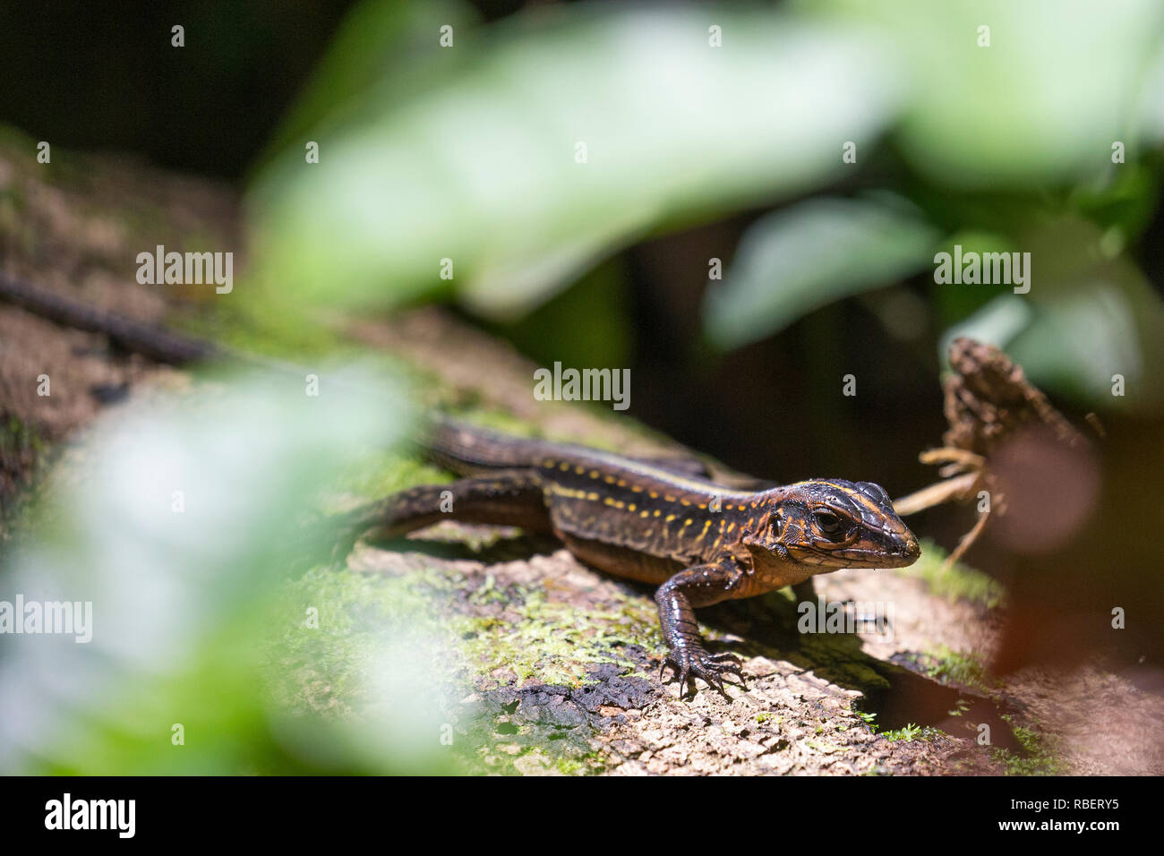 Night lizard, in tortoguero national park, costa rica Stock Photo - Alamy