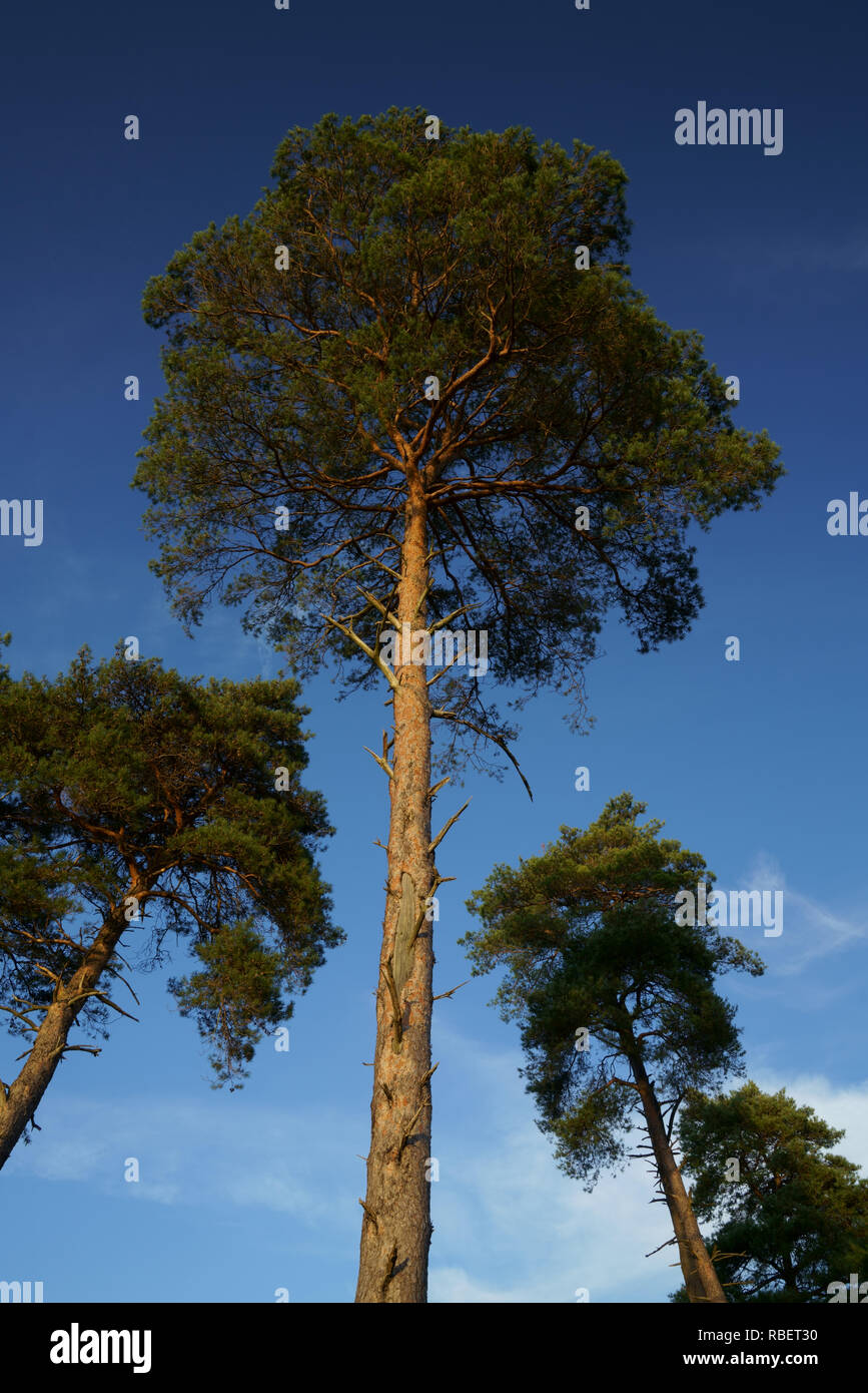 Scots pine tree ashdown hi-res stock photography and images - Alamy
