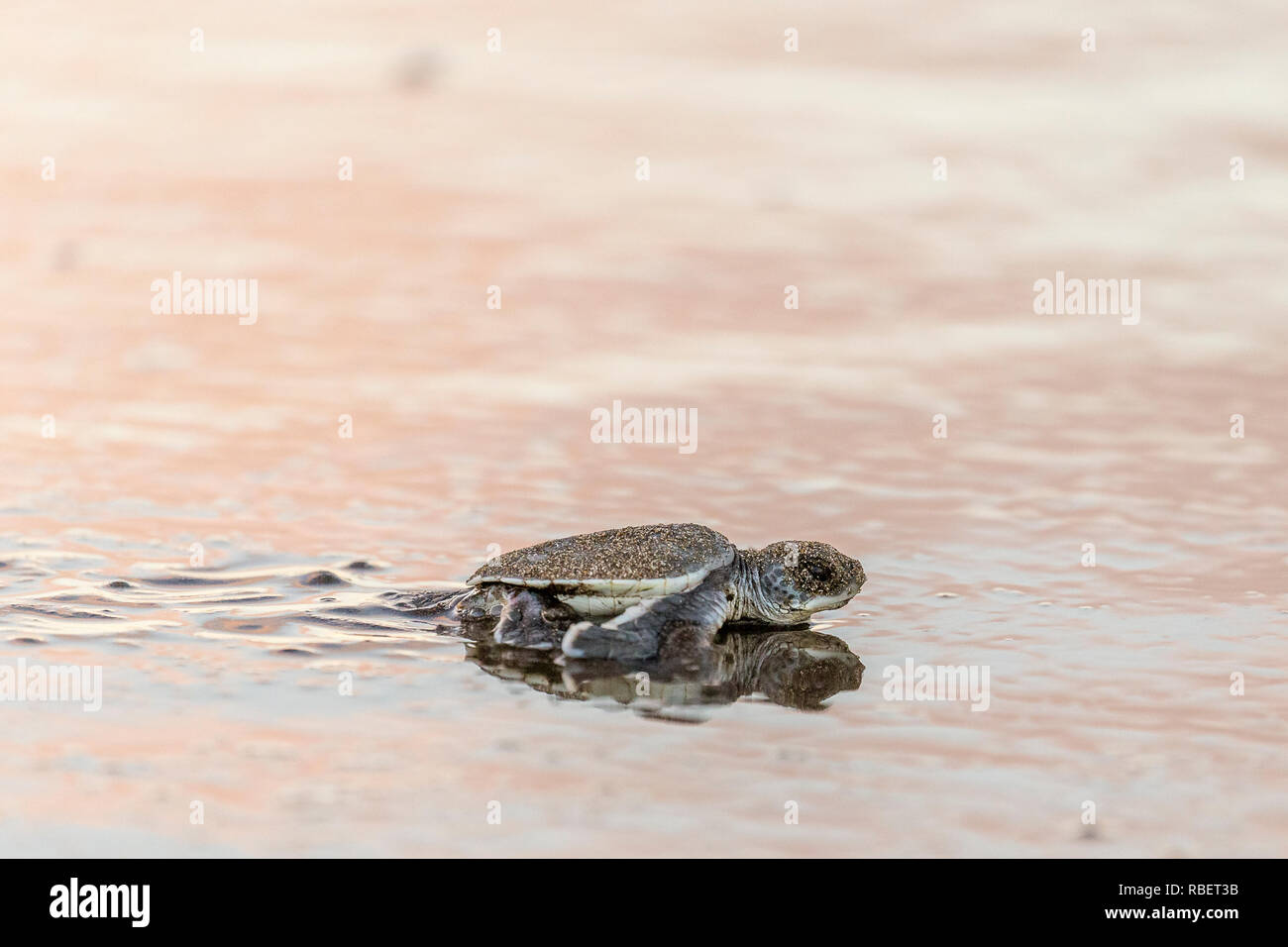 Green sea turtle hatchling making for the Caribbean sea, Tortuguero ...