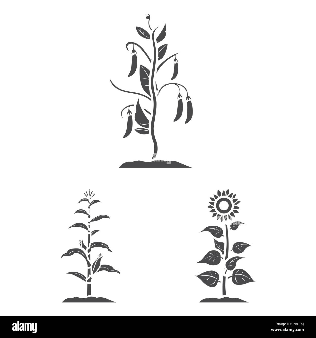 grow,root,cycle,development,seed,plant,bean,germinate,process,seedling ...