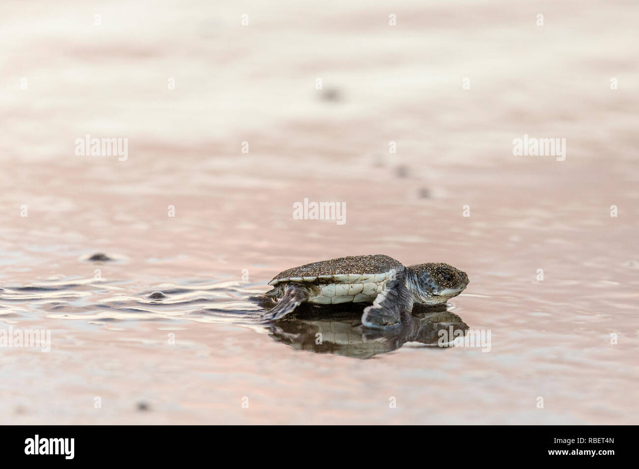 Green sea turtle hatchling making for the Caribbean sea, Tortuguero ...