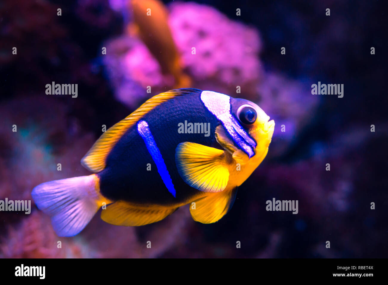 Reef perch, fish, Ocean Stock Photo - Alamy