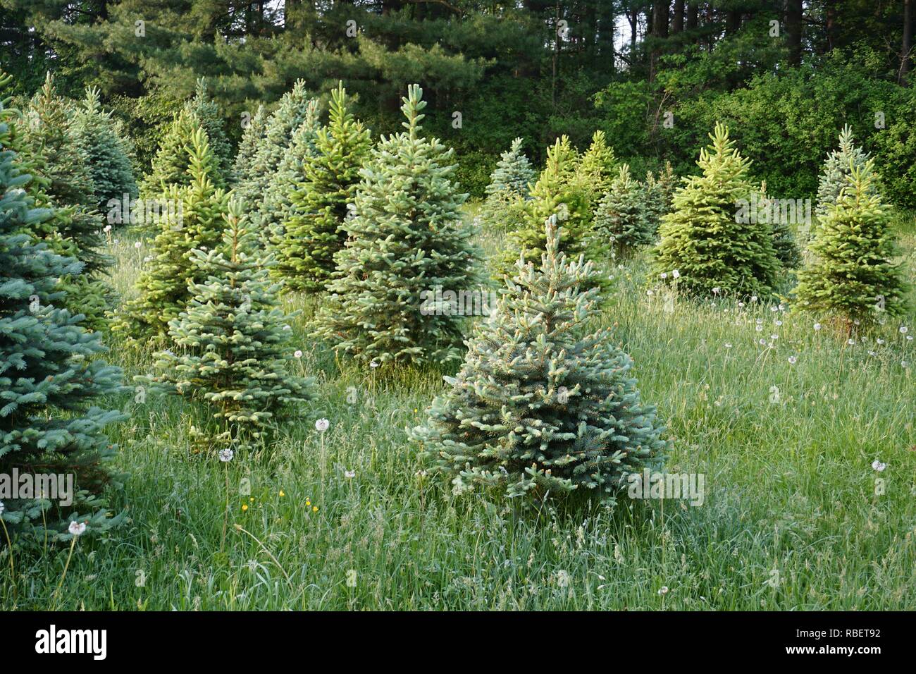 Christmas tree farm Stock Photo - Alamy Christmas tree farm Stock Photo - Alamy
