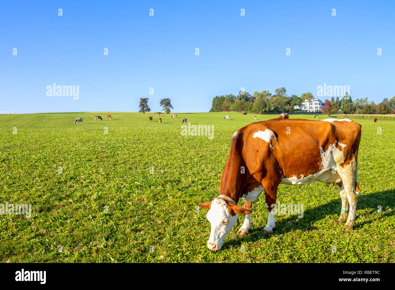 Herde herd hi-res stock photography and images - Alamy