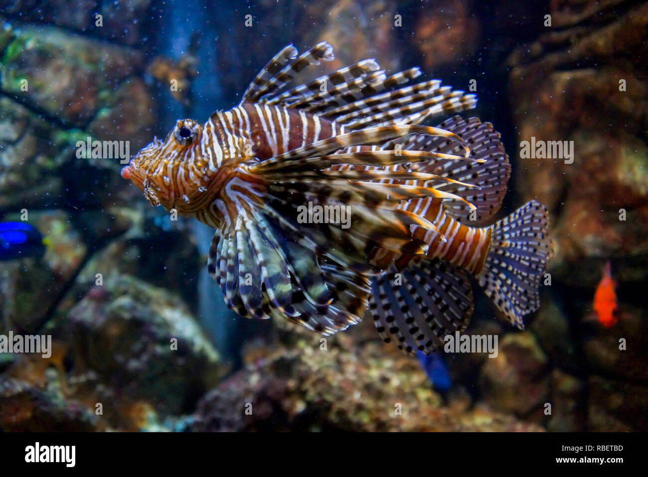 Prickly redfish hi-res stock photography and images - Alamy