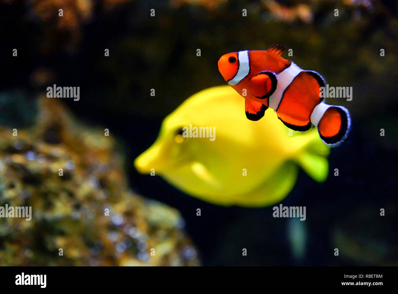 Doctor fish hi-res stock photography and images - Alamy