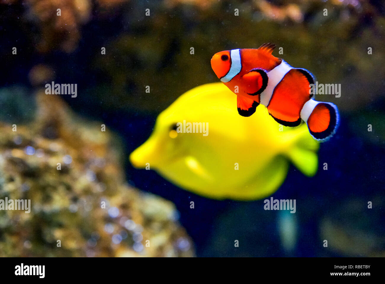 Doctor Fish, Clown Fish Stock Photo - Alamy