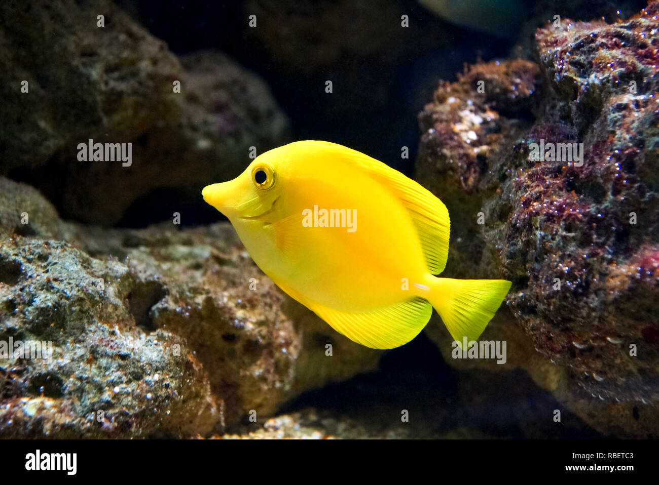 Blue doctor fish hi-res stock photography and images - Alamy