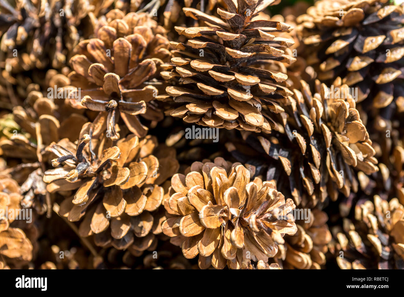 Timber gripper hi-res stock photography and images - Alamy
