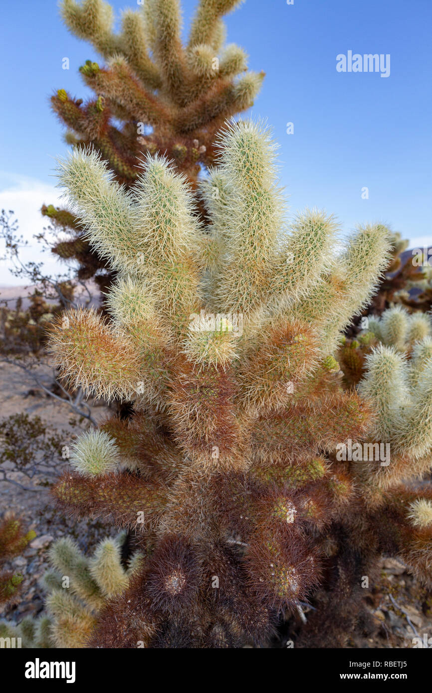 Close up of a cholla cactus (Cylindropuntia fulgida) bush in the Cholla ...