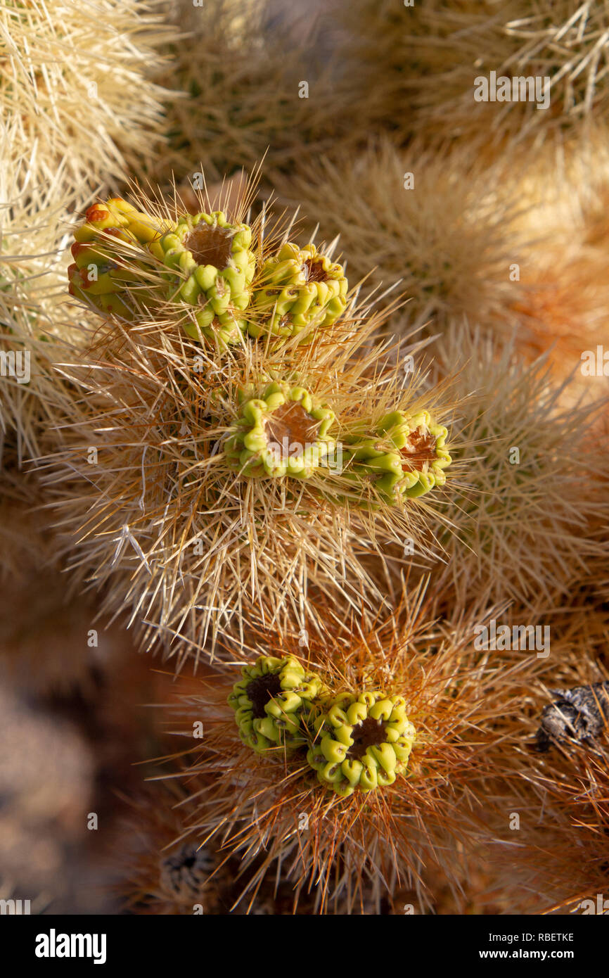 Close up of a cholla cactus (Cylindropuntia fulgida) bush in the Cholla ...
