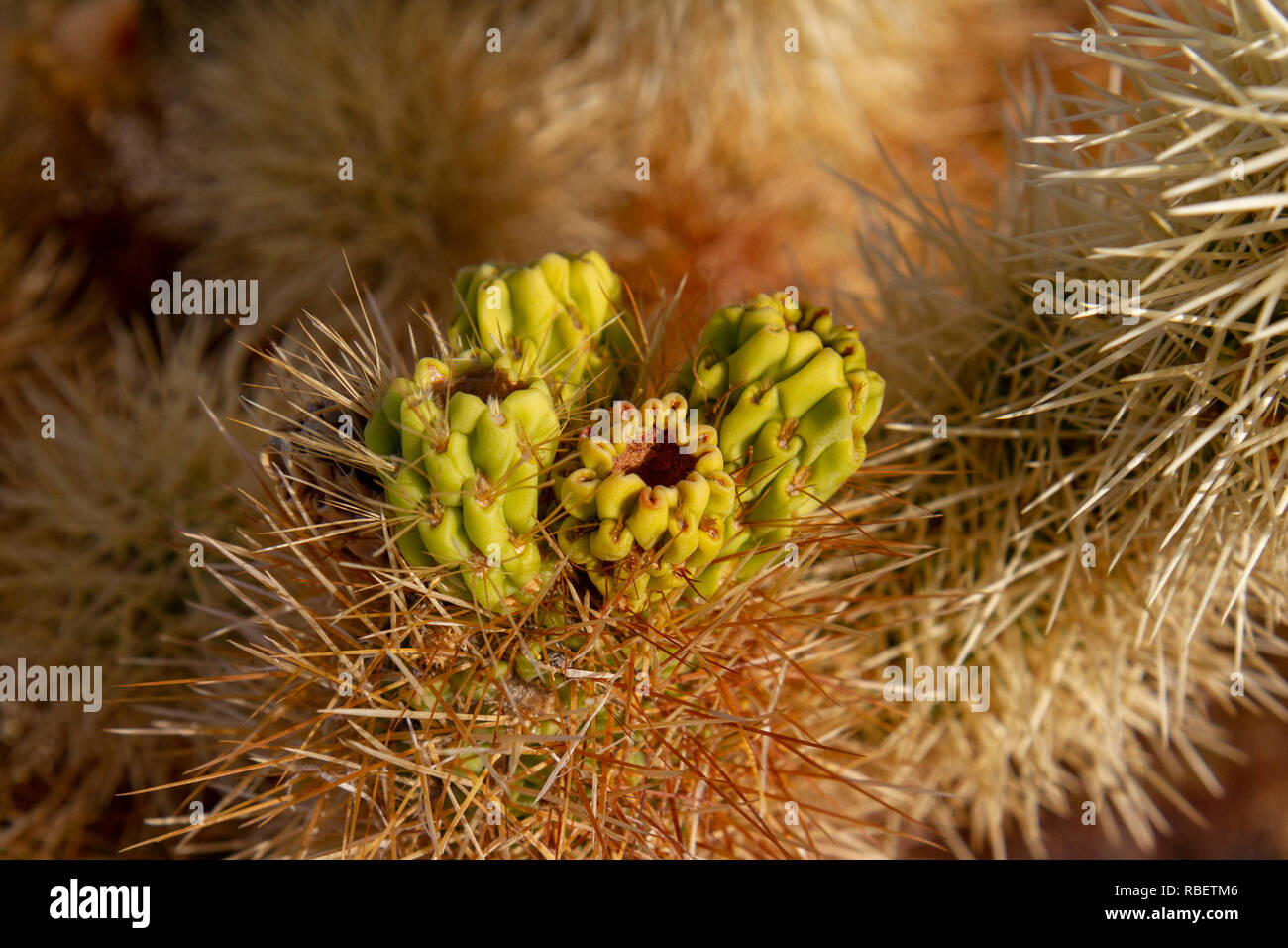 Close up of a cholla cactus (Cylindropuntia fulgida) bush in the Cholla ...