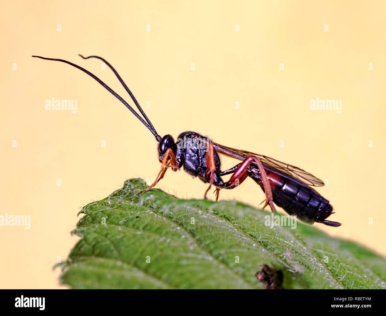 A Ichneumon Wasp (Family Ichneumonidae) taken at Blashford Lakes nature ...
