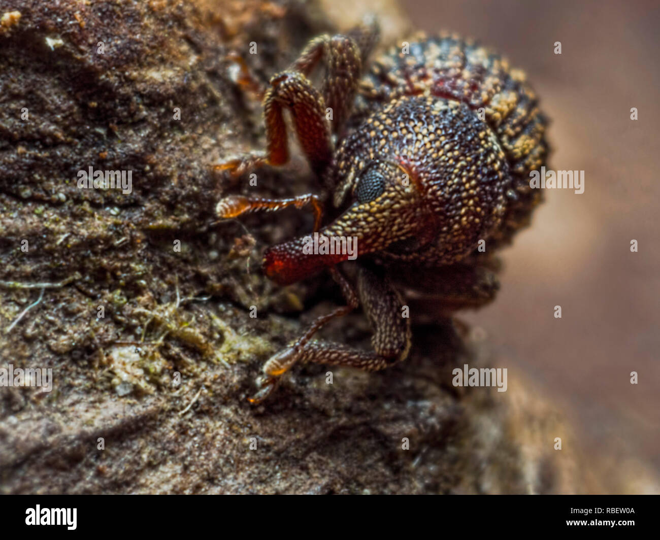 Decaying animal hi-res stock photography and images - Alamy