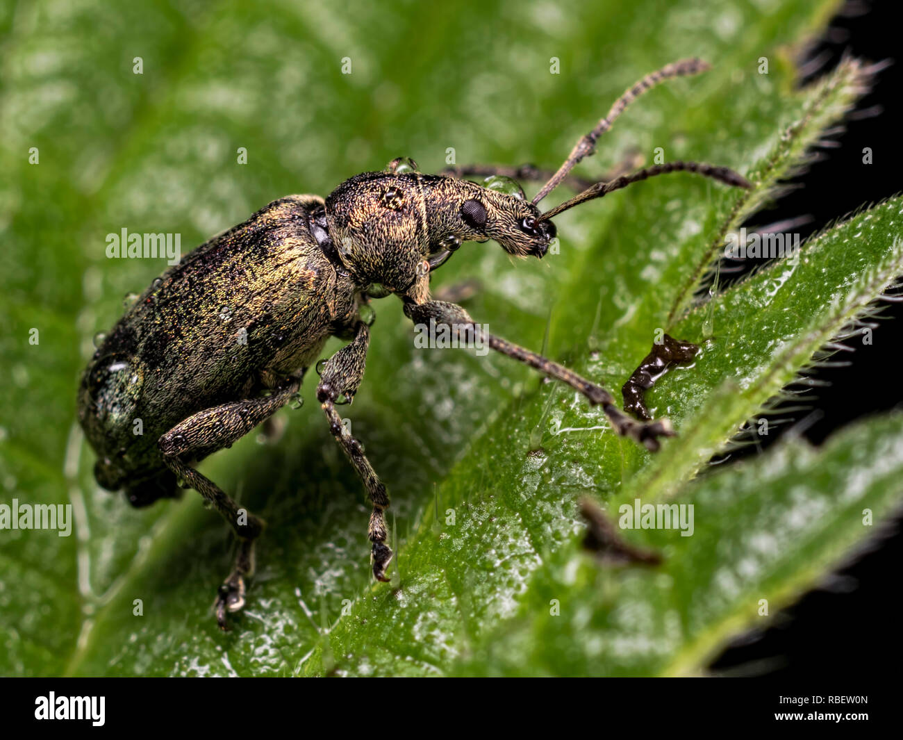 A Green Nettle Weevil (Phyllobius pomaceus) walking in the rain along a ...