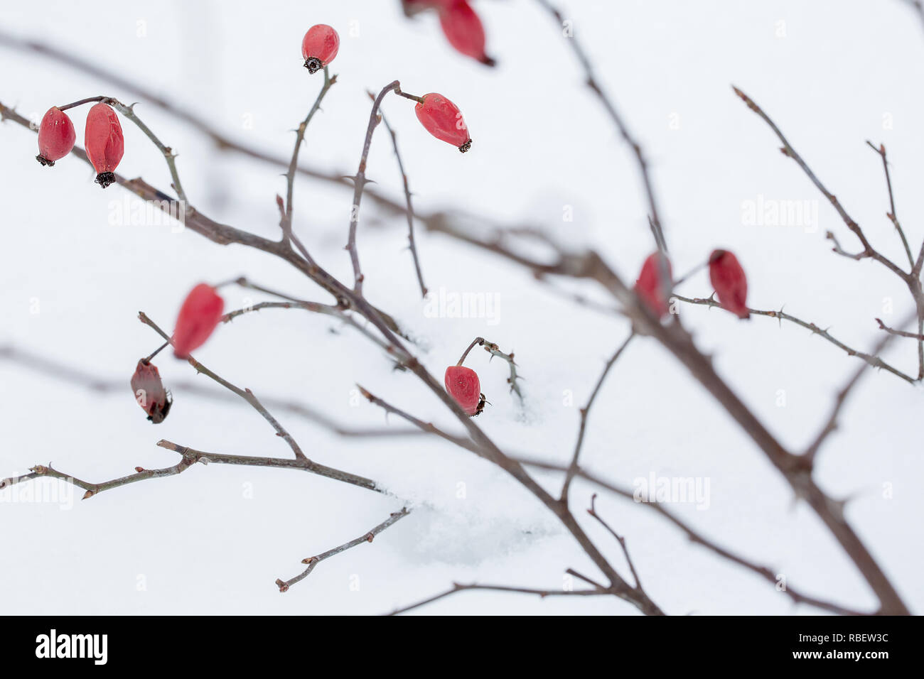 Graphic image of the branches and fruits of roses on the background of ...