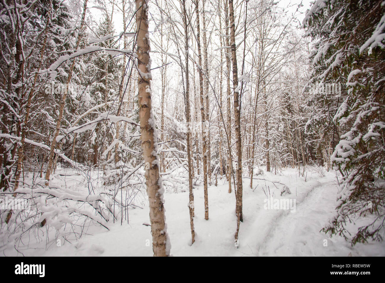 Winter forest. Path way Stock Photo - Alamy