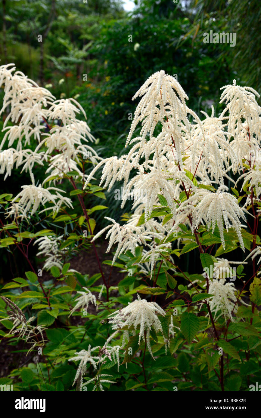 Red goats beard hi-res stock photography and images - Alamy
