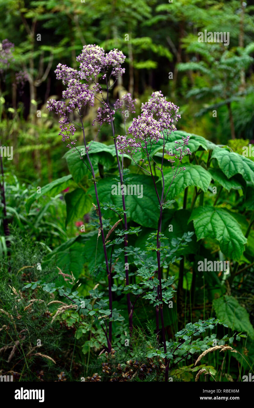 Thalictrum Splendide,meadow rue,Paulownia tomentosa,Foxglove Tree ...