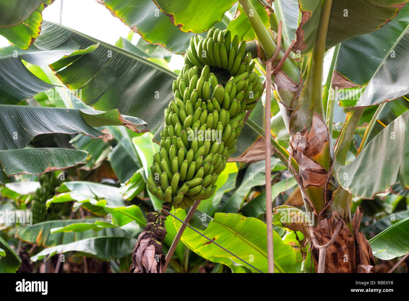 Platano tree hi-res stock photography and images - Alamy