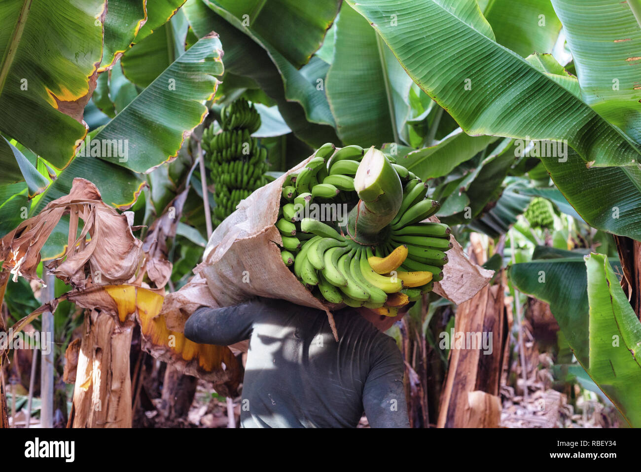 farmer carrying green banana bunch on a banana farm Stock Photo - Alamy