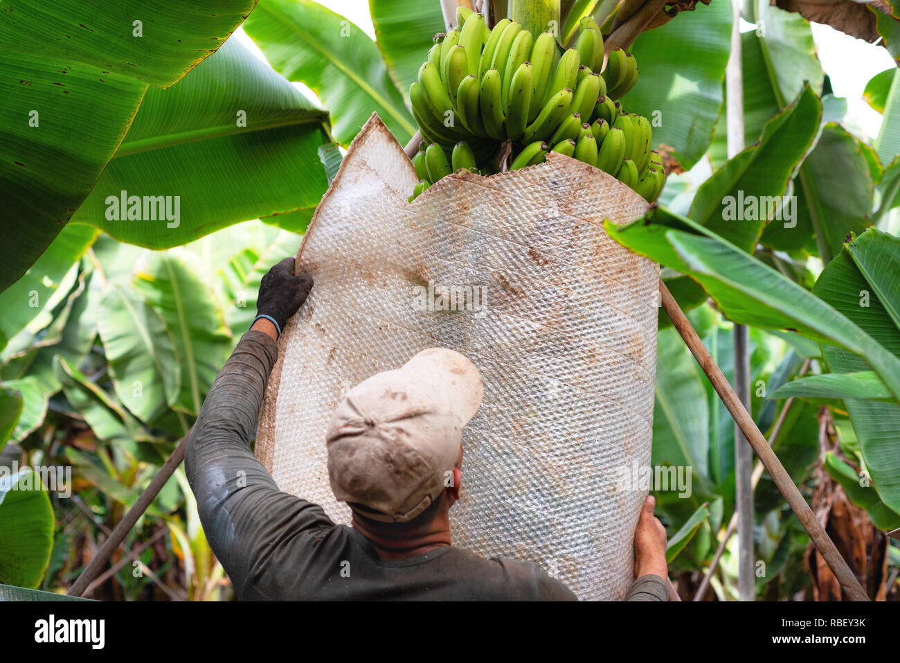 farmer carrying green banana bunch on farm Stock Photo - Alamy