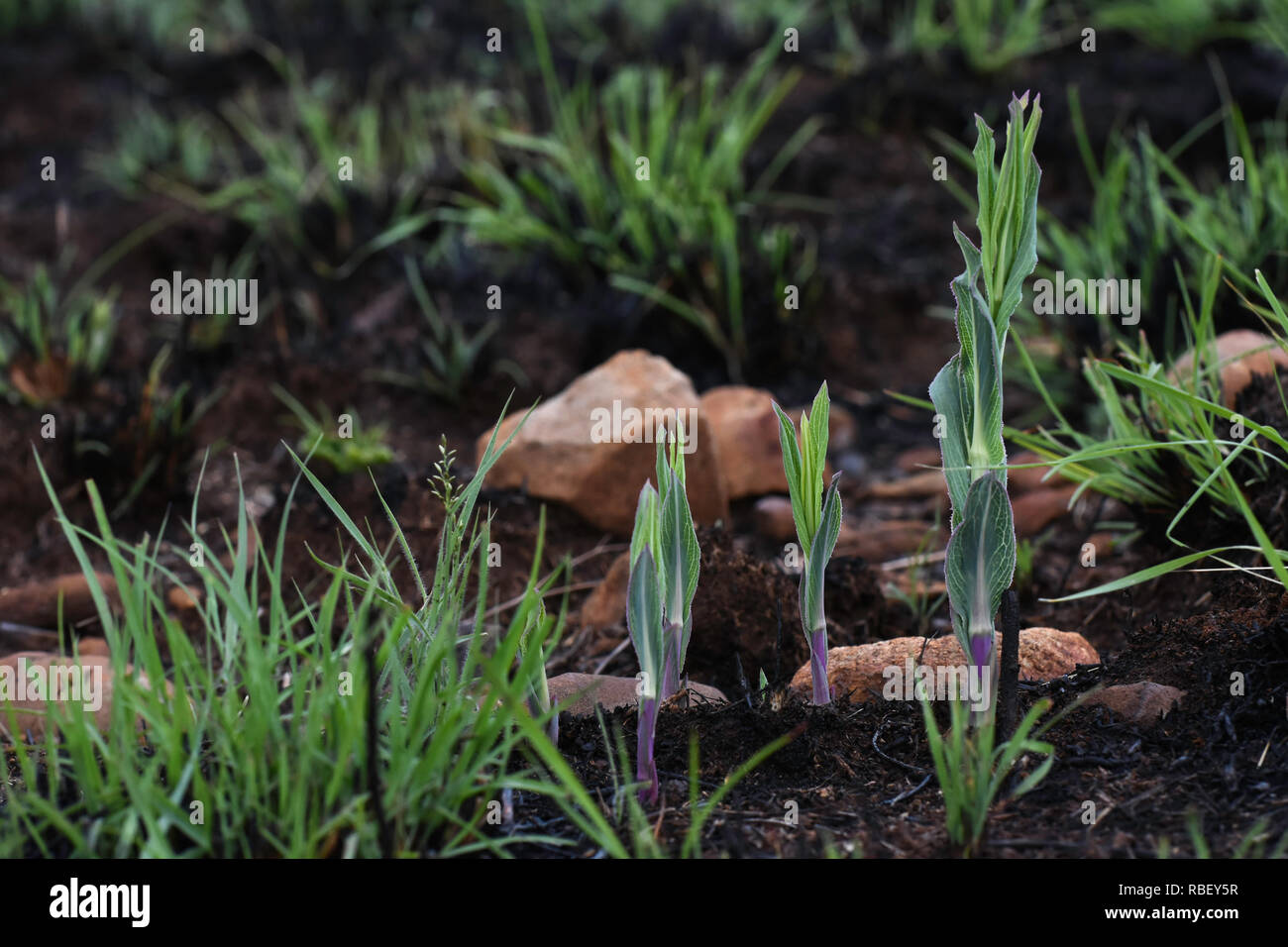 Senecio venosus Plant Sprout Stalks Emerging In Burnt Grassland Stock ...