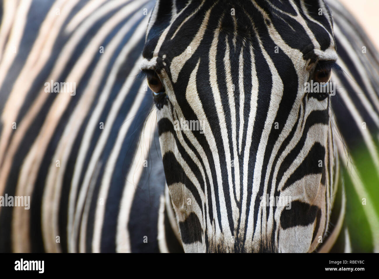 Face Of A Plains Zebra (equus quagga Stock Photo - Alamy