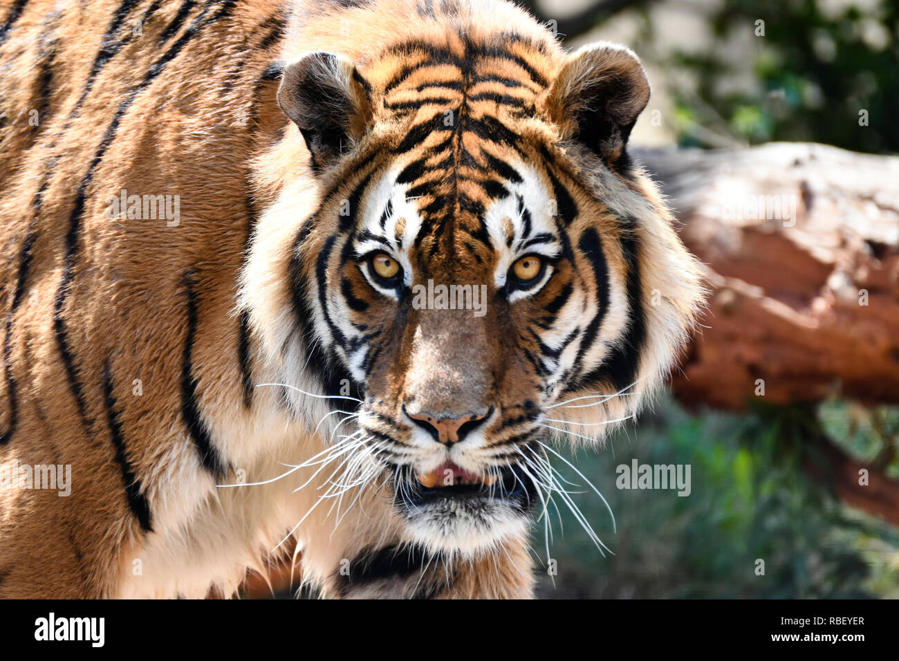Intense Bengal Tiger Stare (panthera tigris tigris Stock Photo - Alamy