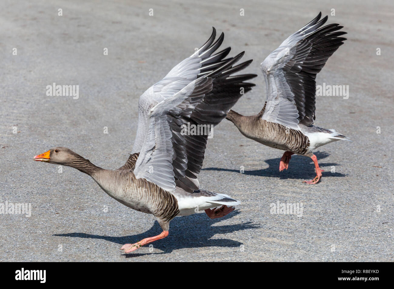 Goose take off hi-res stock photography and images - Alamy
