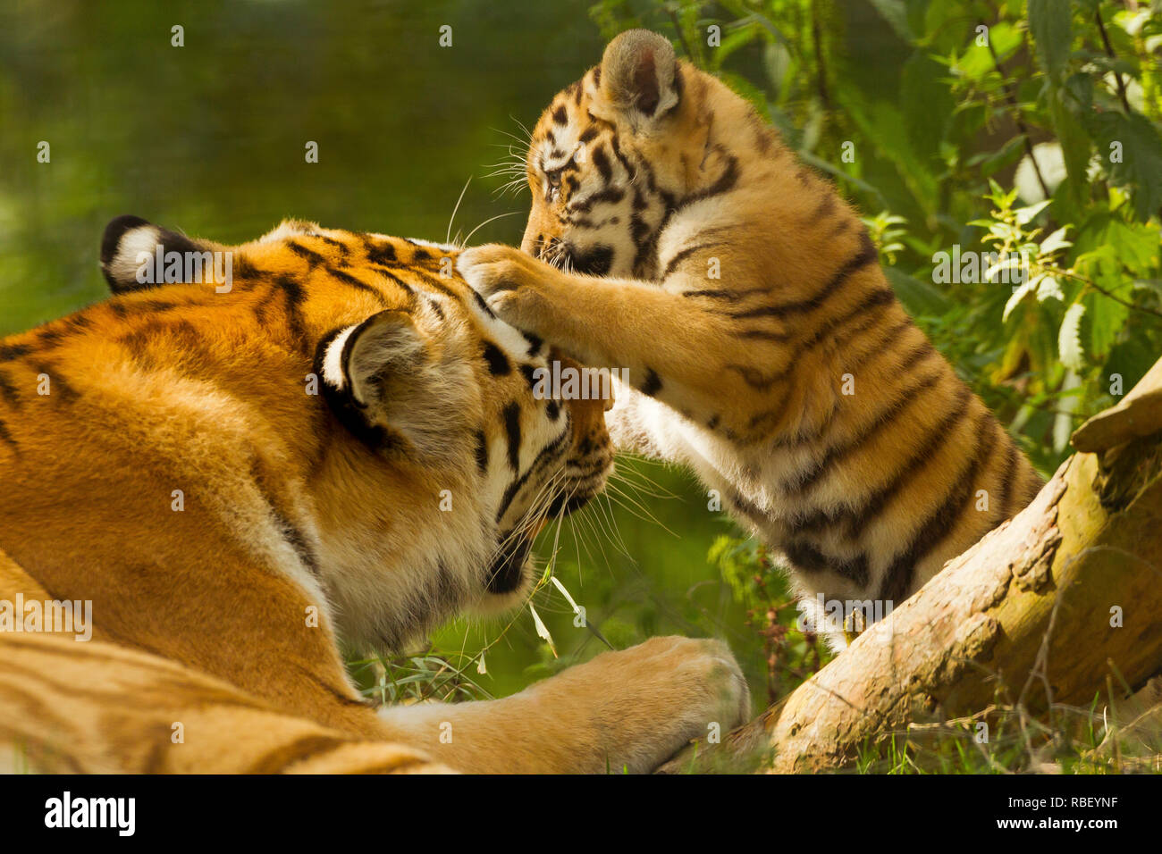 Tiger Cubs With Father And Mother
