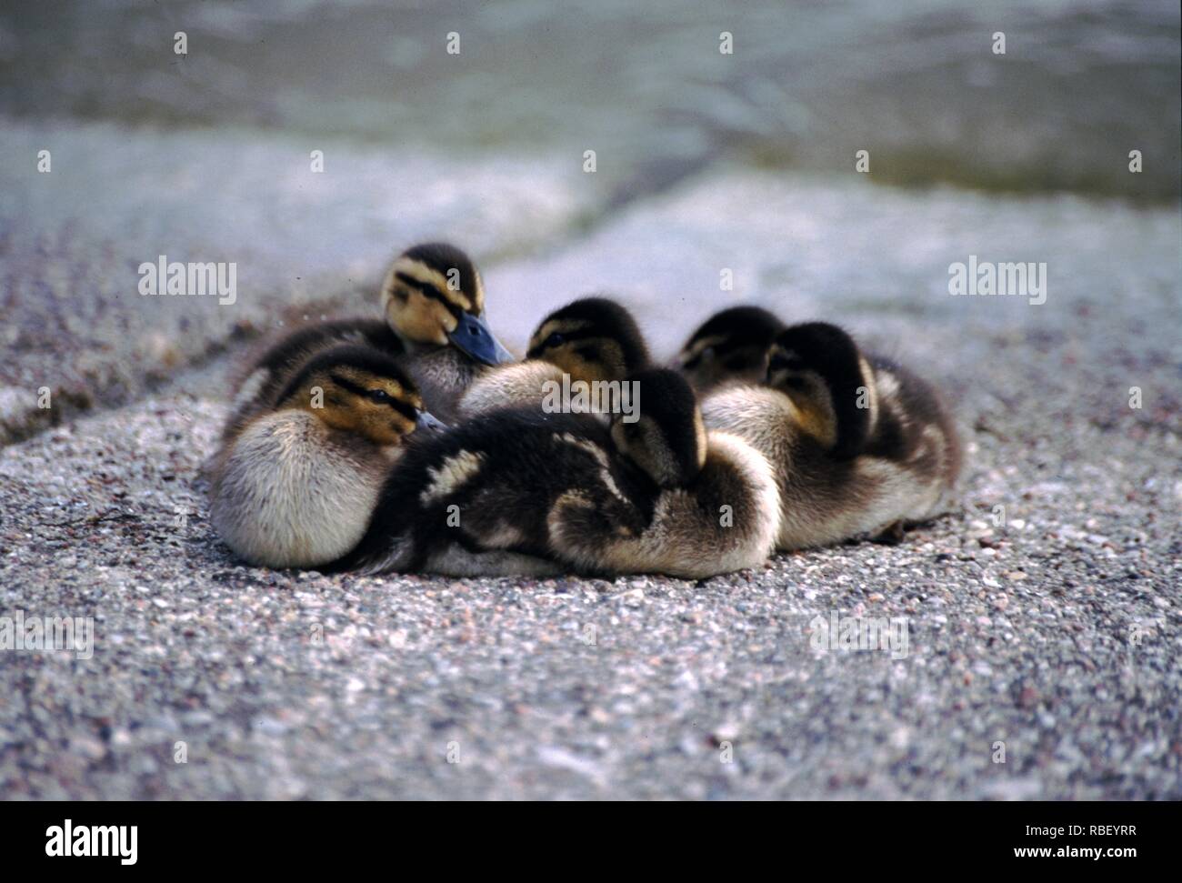 ducklings huddled together Stock Photo - Alamy
