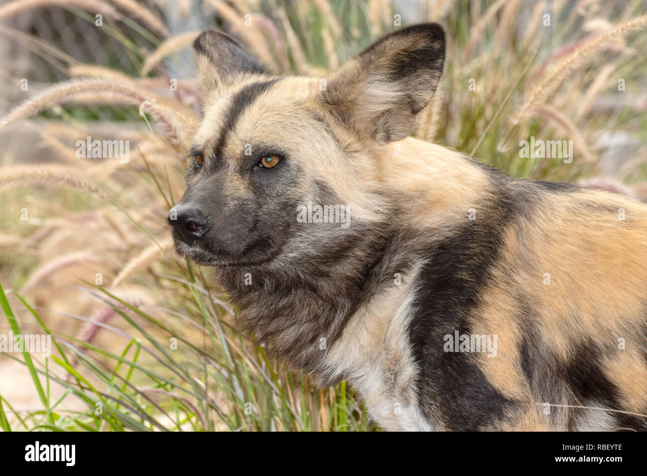 African Wild Dog - Lycaon pictus Captive Specimen Stock Photo - Alamy