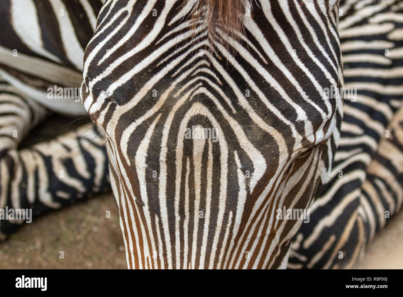 Grevy's Zebra Close-up, captive, Equus grevyi Stock Photo - Alamy