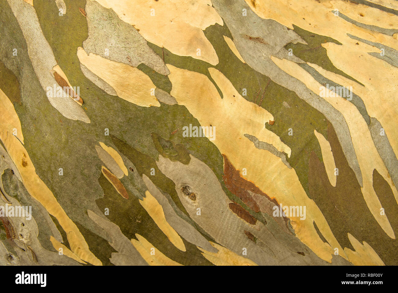 Fever bark tree hi-res stock photography and images - Alamy