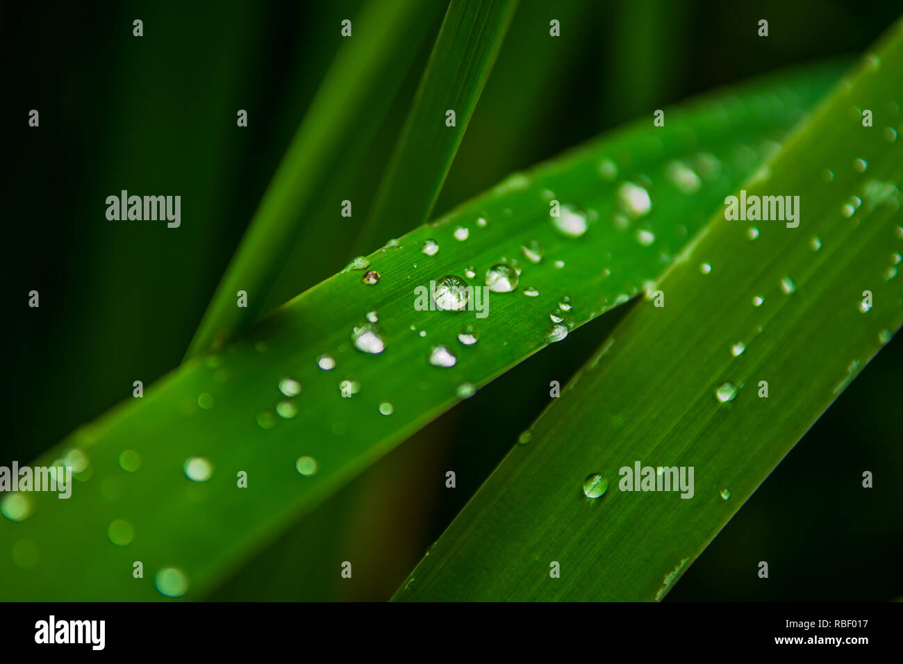 Raindrops Of Pure Water On The Surface Of Green Grass Blades Stock ...