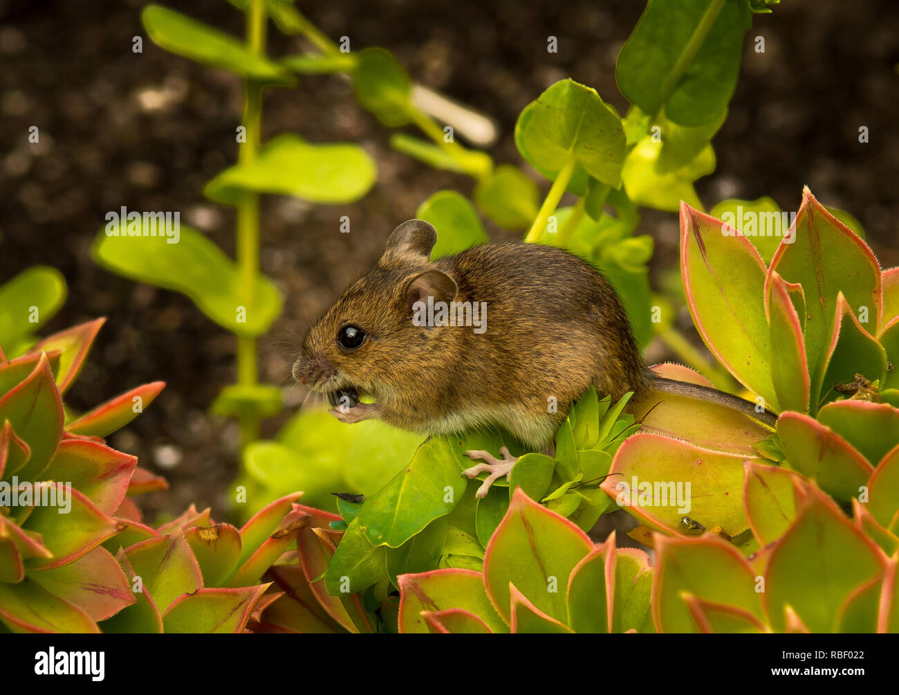Closeup Of A Cute Little Mouse With Brown Fur Sitting On Plant With ...