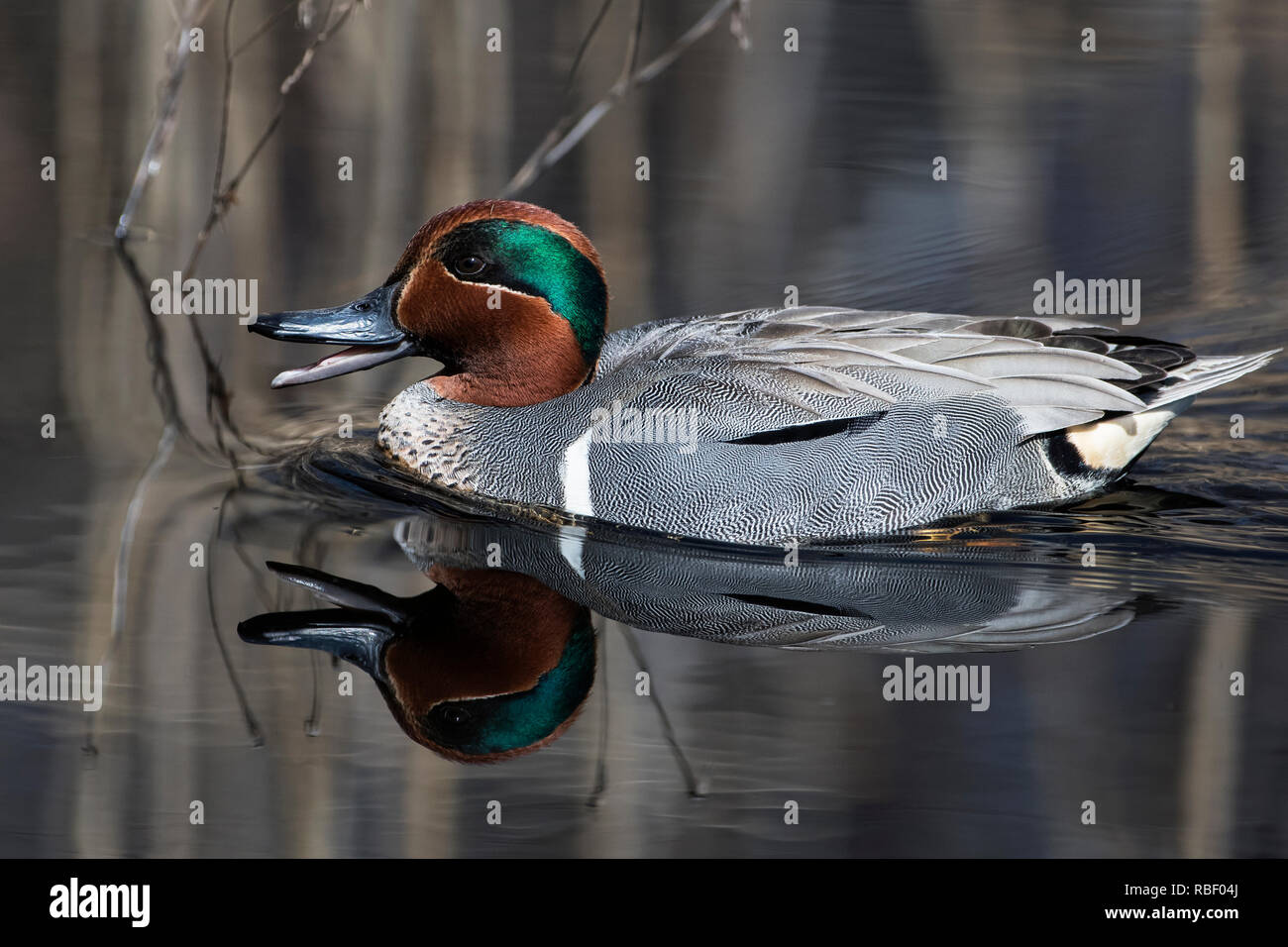 Spring of teals hi-res stock photography and images - Alamy